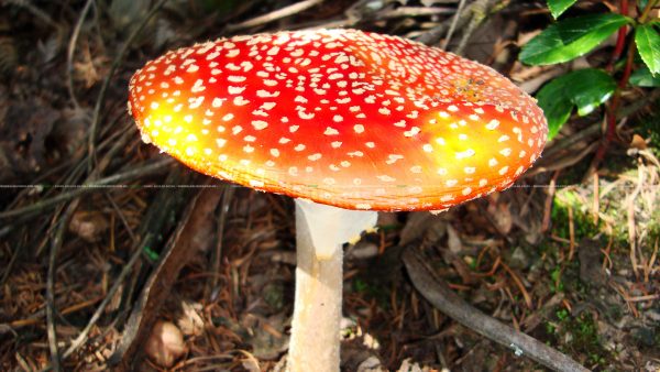 Mineral del Chico, Hgo. Pueblo Mágico / MéxicoAmanita muscaria var ...